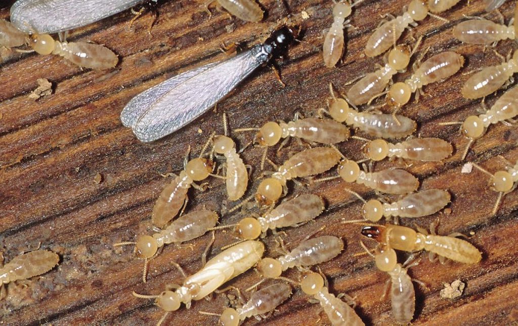 Termite - Extreme Xterminating Pest Control