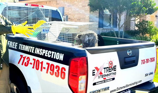 Trusted Pest Control Services for Homes & Businesses